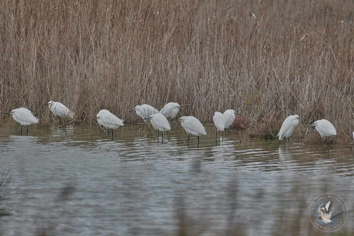 L'Aigrette Garzette - Les Oiseaux de Camargue L'Aigrette Garzette - Les Oiseaux de Camargue