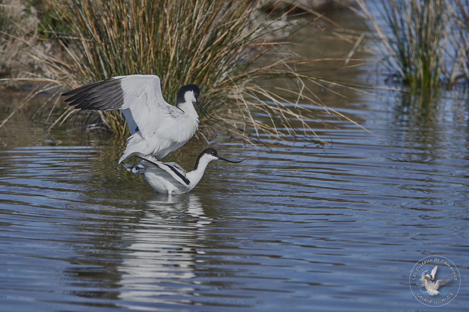 L'Avocette élégante - Les Oiseaux de Camargue