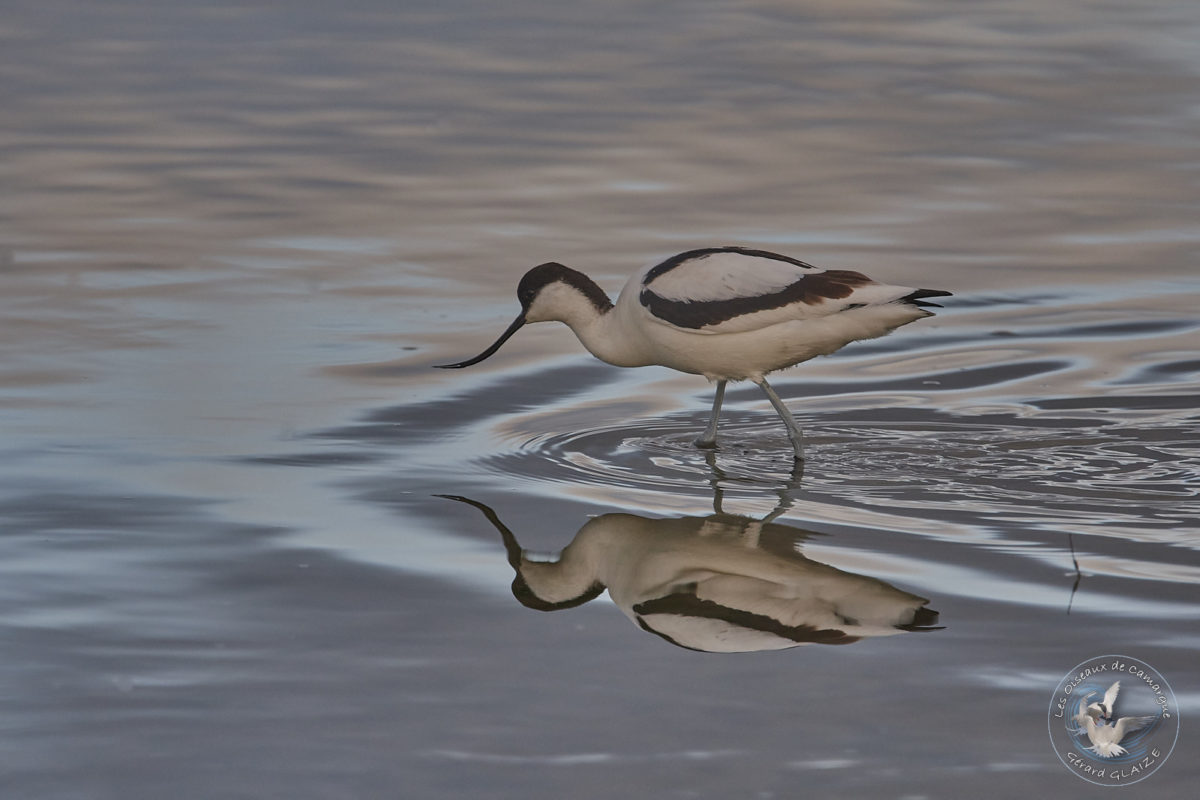 L'Avocette élégante - Les Oiseaux de Camargue