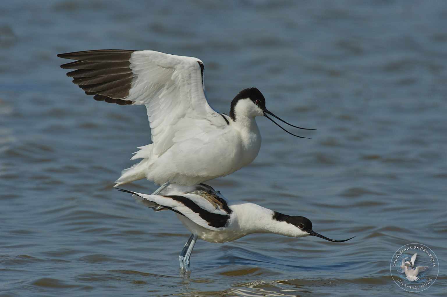 L'Avocette élégante - Les Oiseaux de Camargue