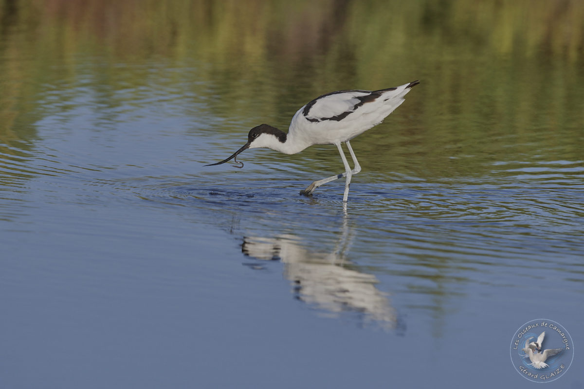 L'Avocette élégante - Les Oiseaux de Camargue